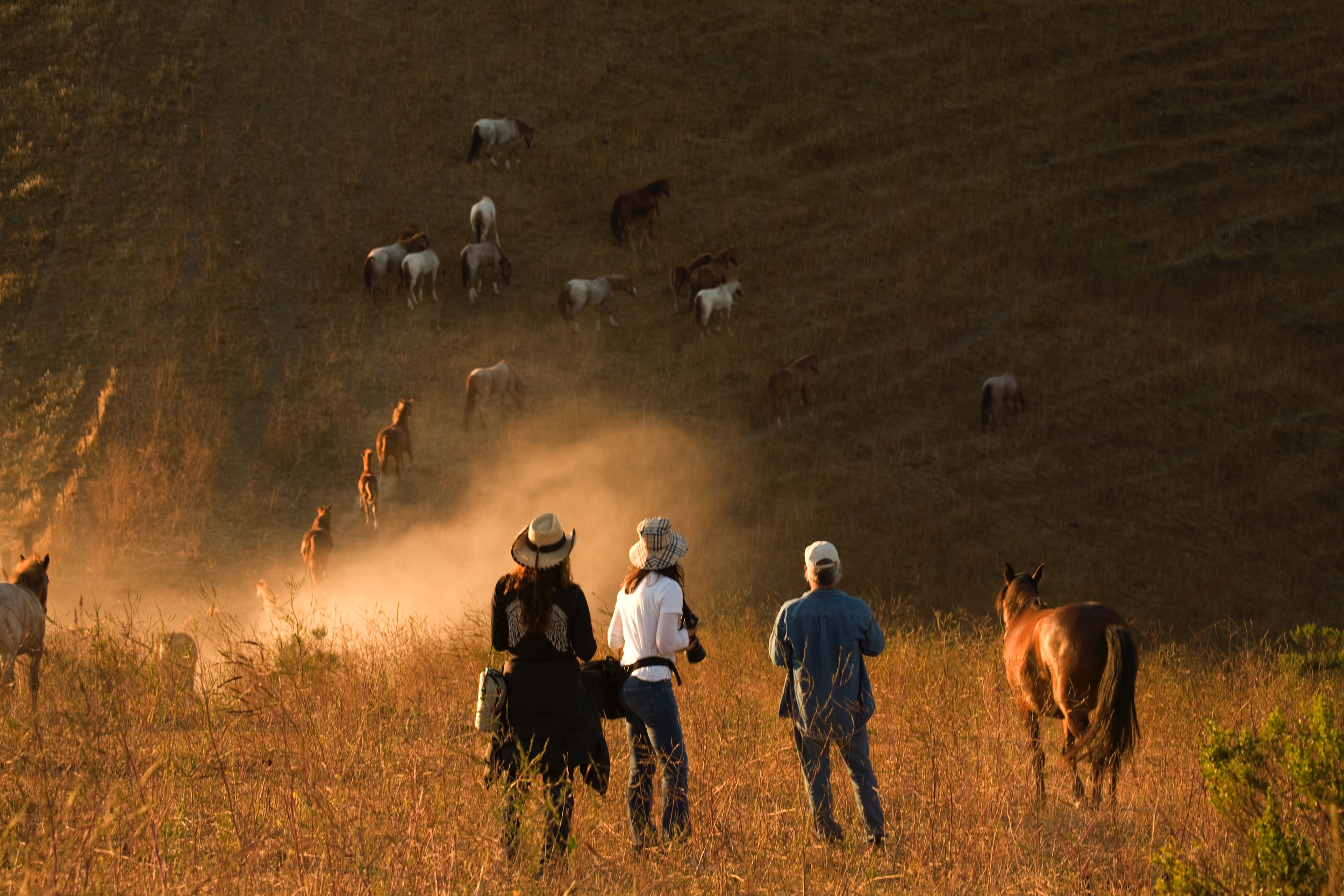 Wild Horse and Burro Safari August 2019